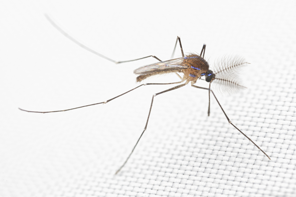 Sapphire-striped Mosquito in August 2023 by solomon hendrix. aperture ...