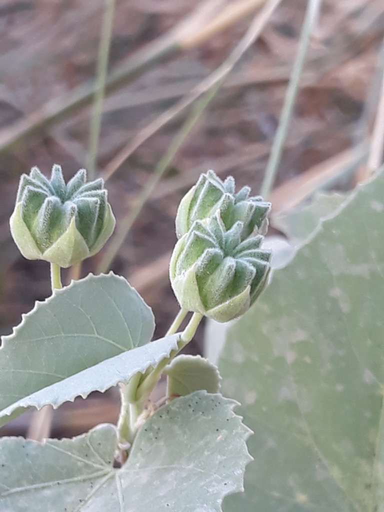 sweet Indian Mallow in October 2023 by Karim Haddad · iNaturalist