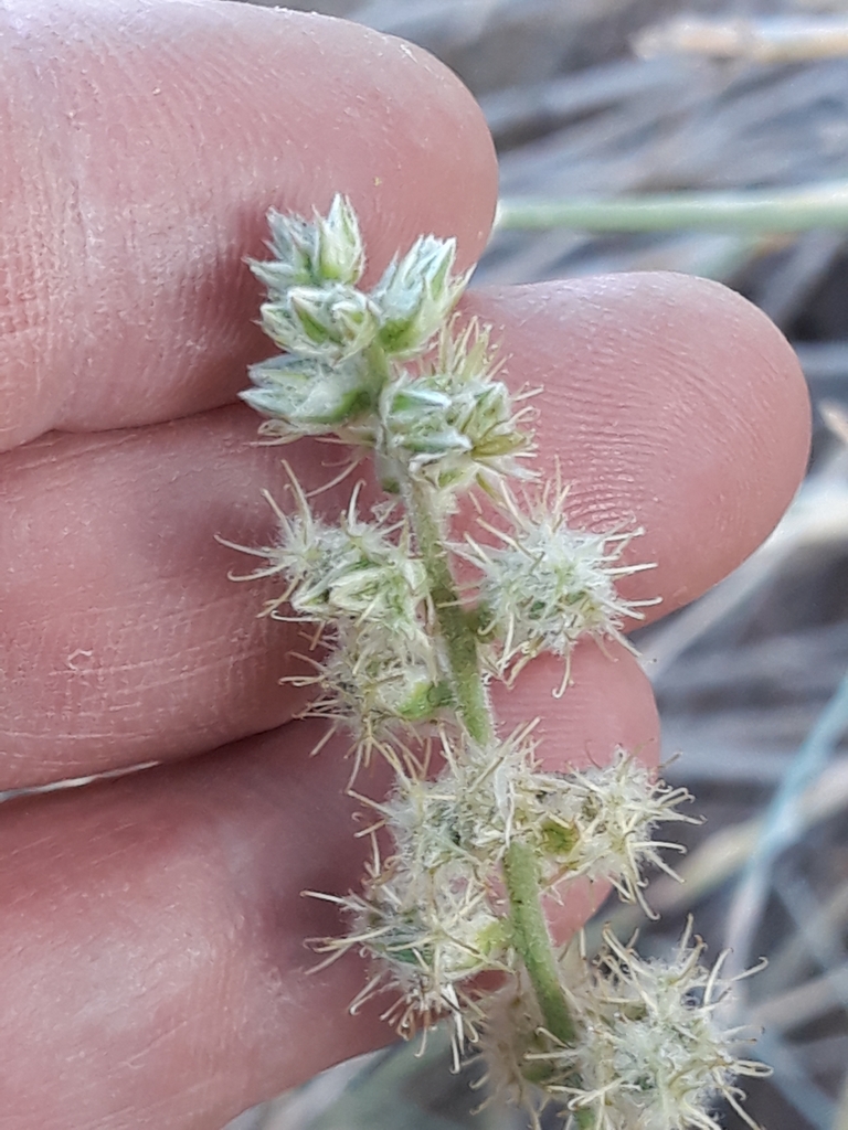 forest burr in October 2023 by Karim Haddad · iNaturalist
