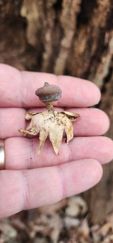 Beaked Earthstar from Peace Valley Park, New Britain Township, PA, USA ...