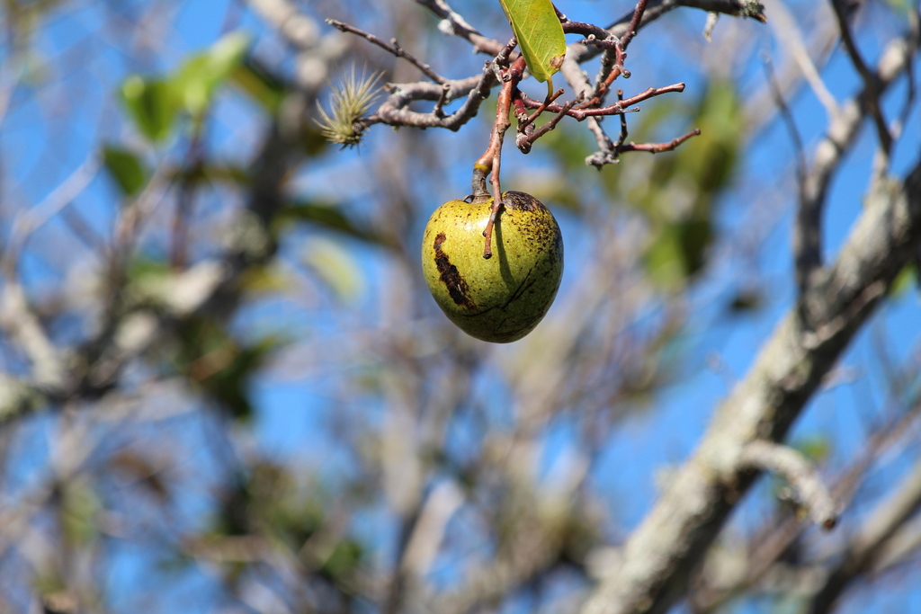 Pond Apple from Miami-Dade County, FL, USA on December 31, 2023 at 11: ...