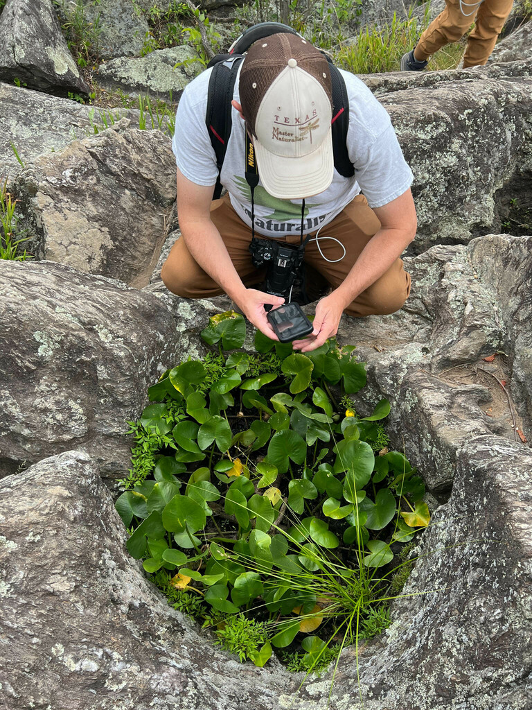 spatterdock from Potomac, MD, USA on June 09, 2023 at 02:45 PM by ...