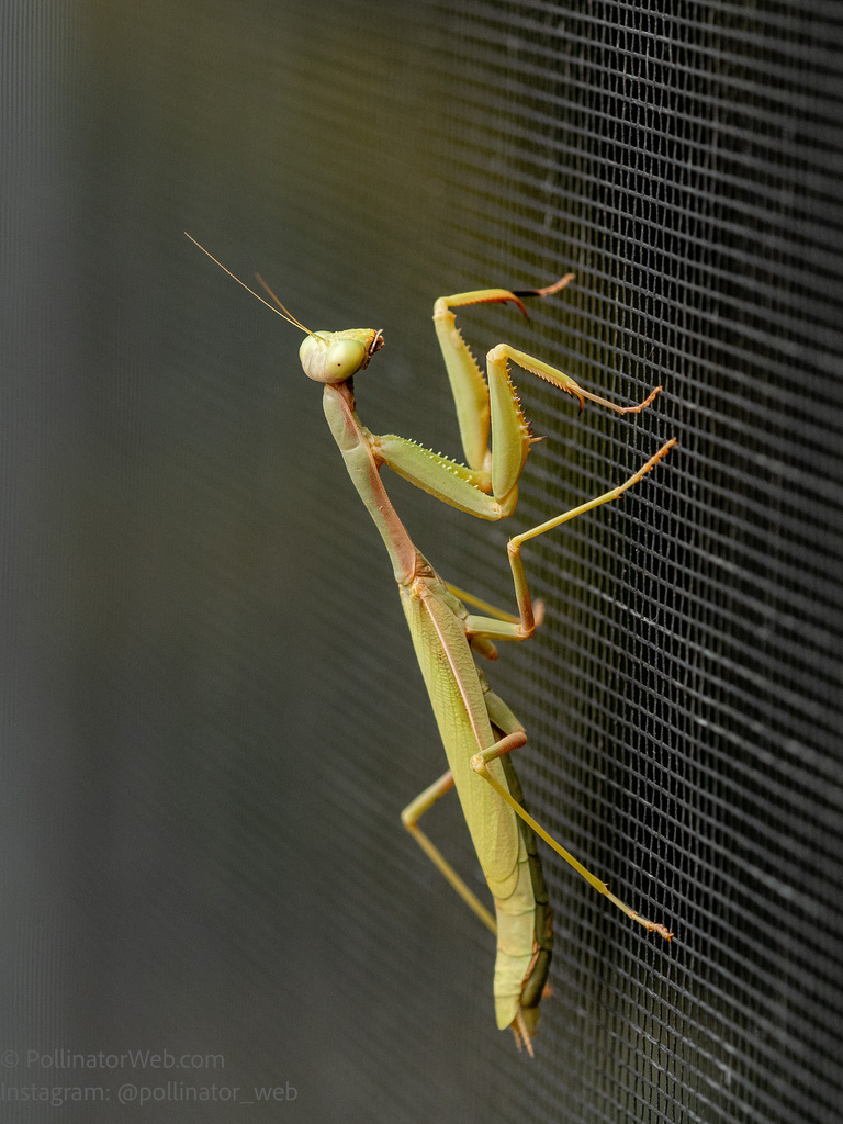 Mediterranean Mantis from Desert View Village, Phoenix, AZ, USA on ...