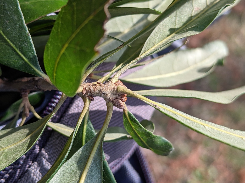 Southern Live Oak Stem Gall Wasp from Mueller, Austin, TX, USA on ...