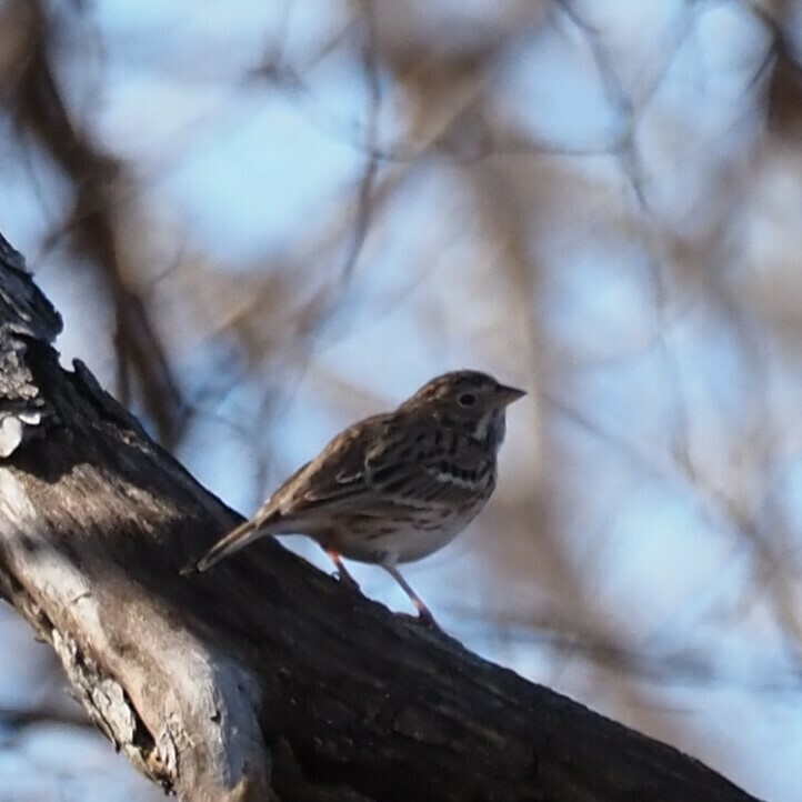 Vesper Sparrow from Comanche County, TX, USA on December 31, 2023 at 01 ...