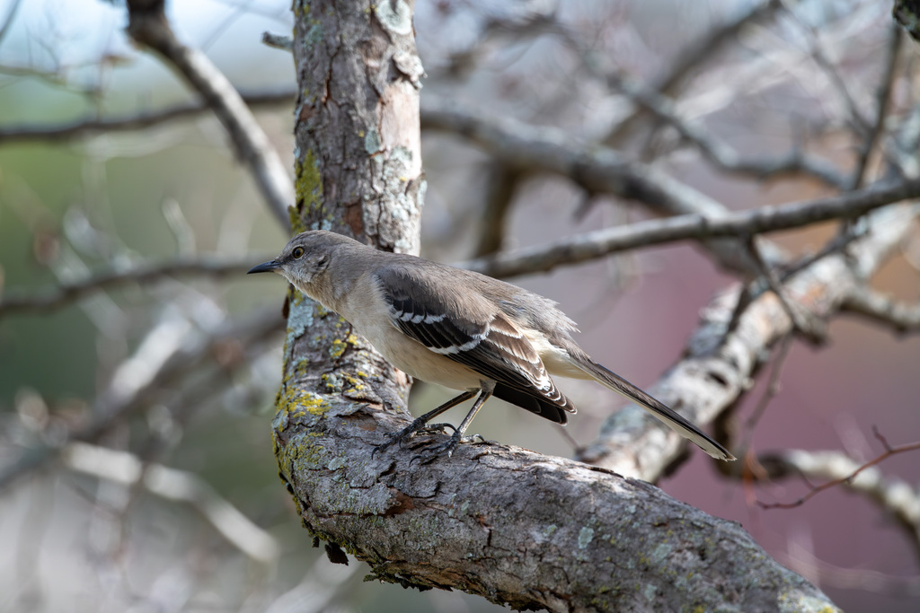 Northern Mockingbird from Northeast Carrollton, Carrollton, TX, USA on ...