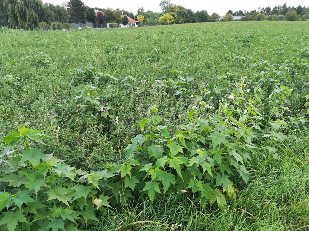 Virginia Mallow in September 2019 by Christian Gilli · iNaturalist