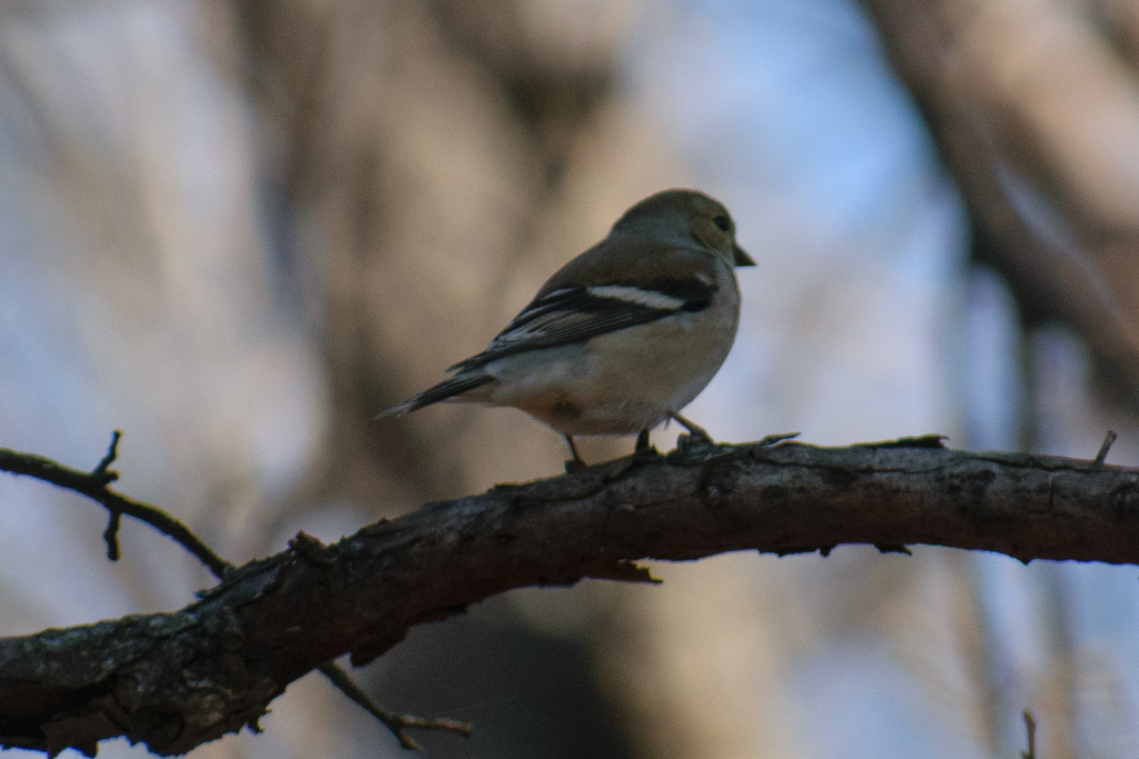 American Goldfinch from Bonnie Wenk Park, 2996 Virginia Pkwy, McKinney ...