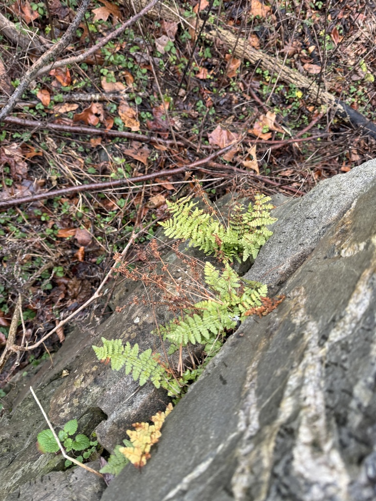 cliff ferns from Great Falls Park, McLean, VA, US on January 1, 2024 at ...