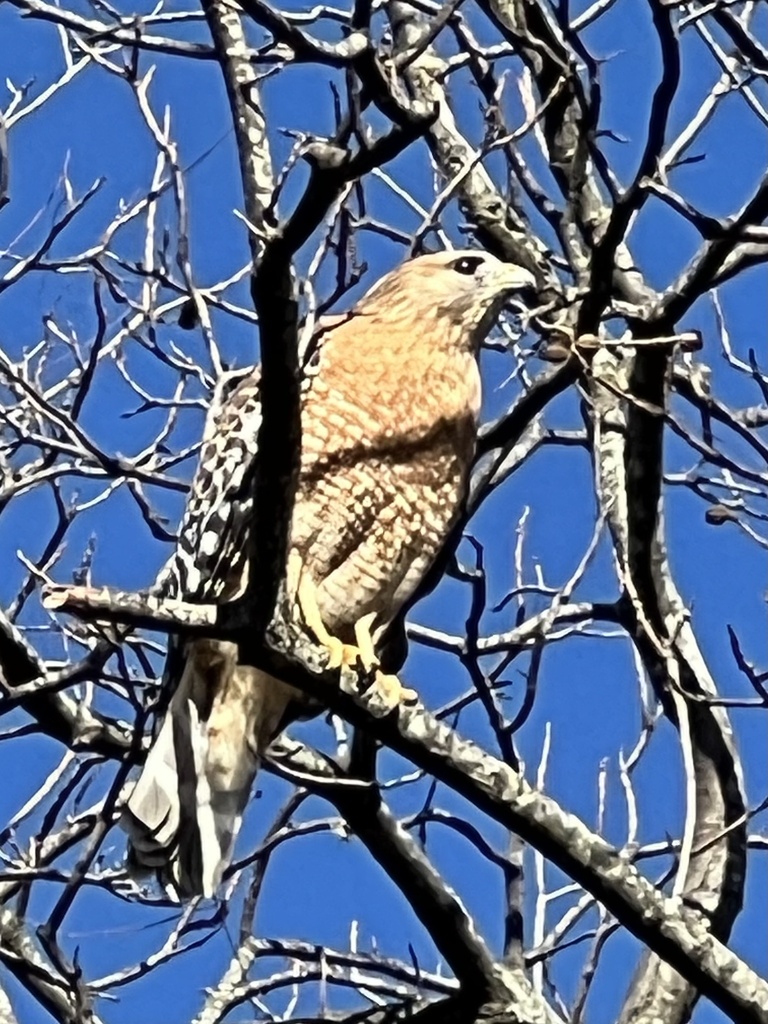 Red-shouldered Hawk from Zilker Metropolitan Park, Austin, TX, US on ...