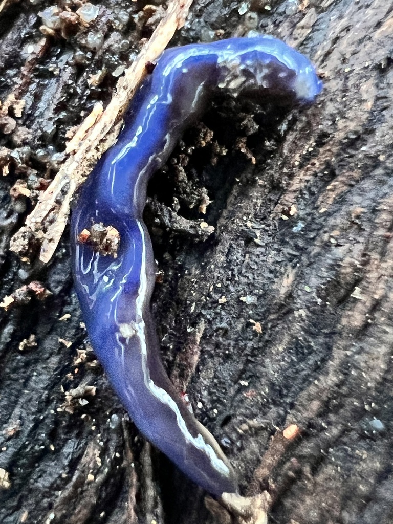 Blue Garden Flatworm from Blue Mountains National Park, Blue Mountains ...