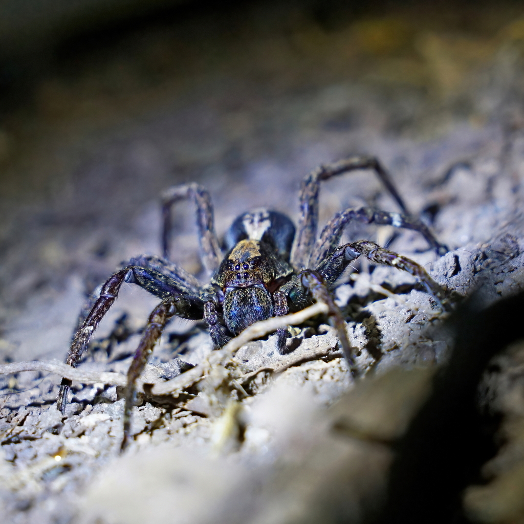 Ornate Tropical Wandering Spider from Piratininga, Niterói - RJ, Brasil ...