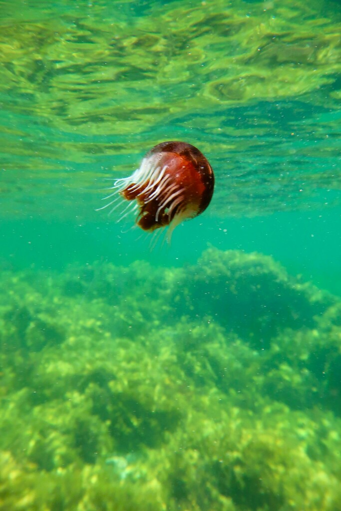 Australian Sea Nettle from Myponga Beach Rock Formations on December 31 ...