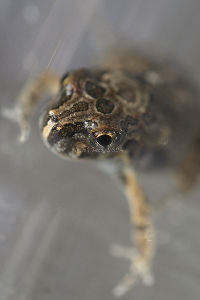 Ornate Burrowing Frog from Wandal Rd near Bracher St hail 'n' ride ...