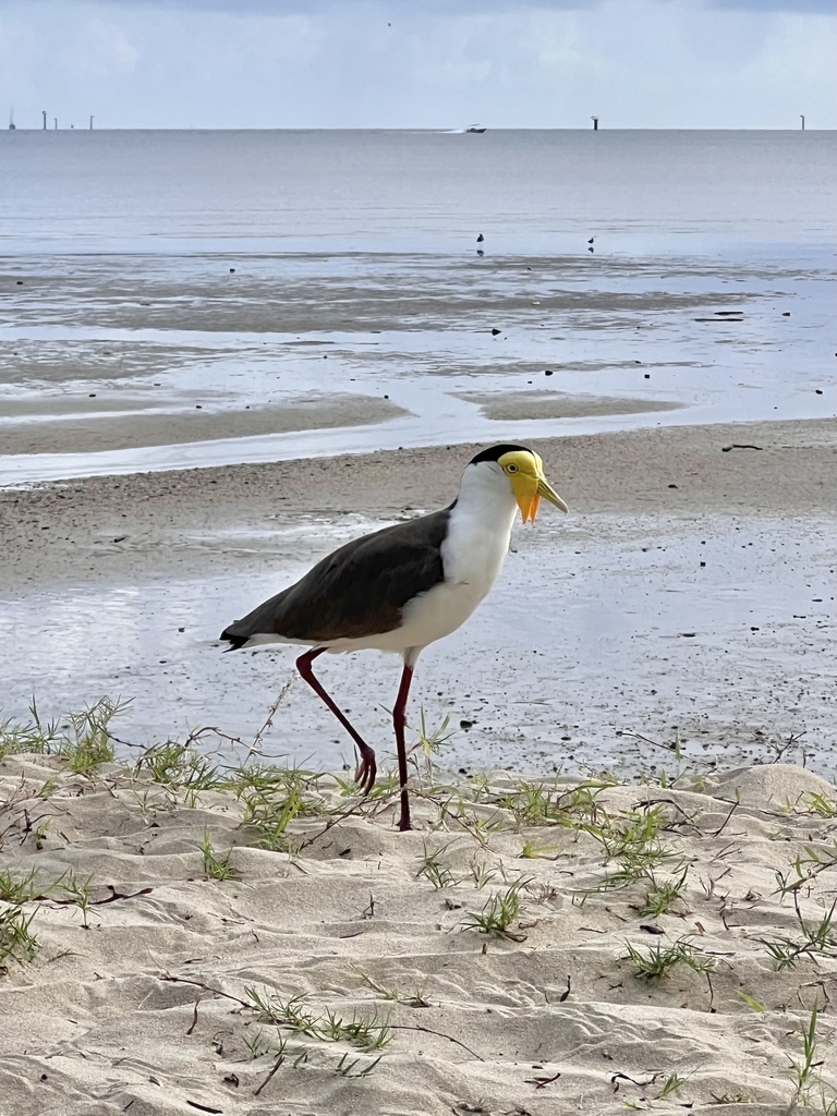 Northern Masked Lapwing from Esplanade, Cairns City, QLD, AU on January ...