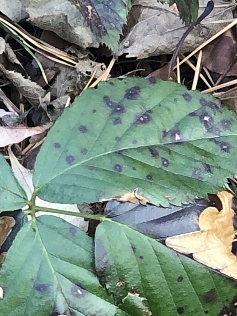 Raspberry leaf spot from 103 St, New York, NY, US on January 1, 2024 at ...