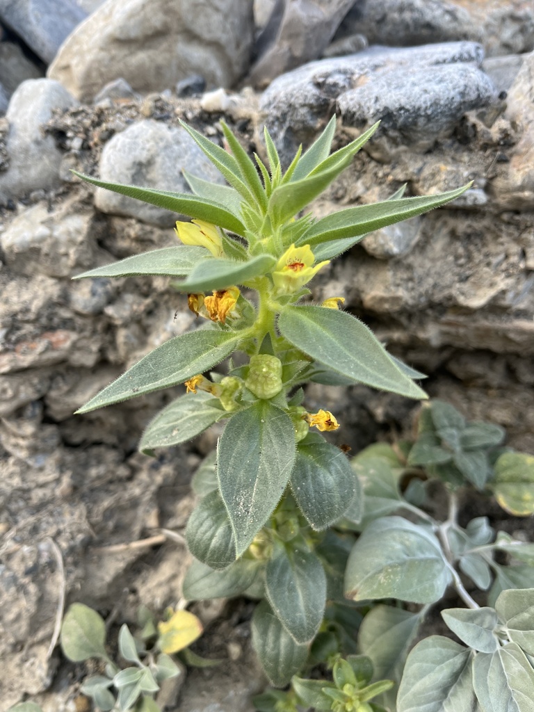 golden desert-snapdragon from Death Valley National Park, Death Valley ...