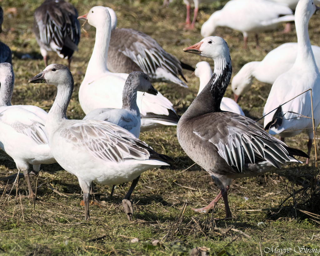 Snow Goose from 6465 Refuge Rd, Sherman, TX 75092, USA on January 1 ...
