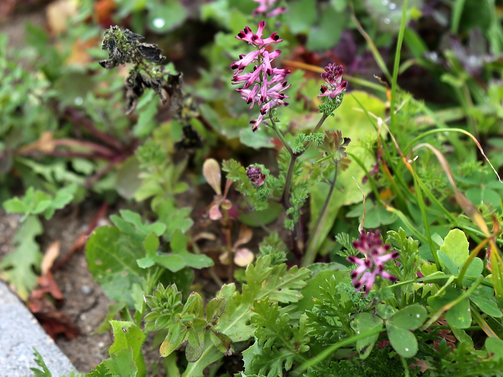 tall ramping-fumitory from Oristano, Italia on January 1, 2024 at 04:32 ...