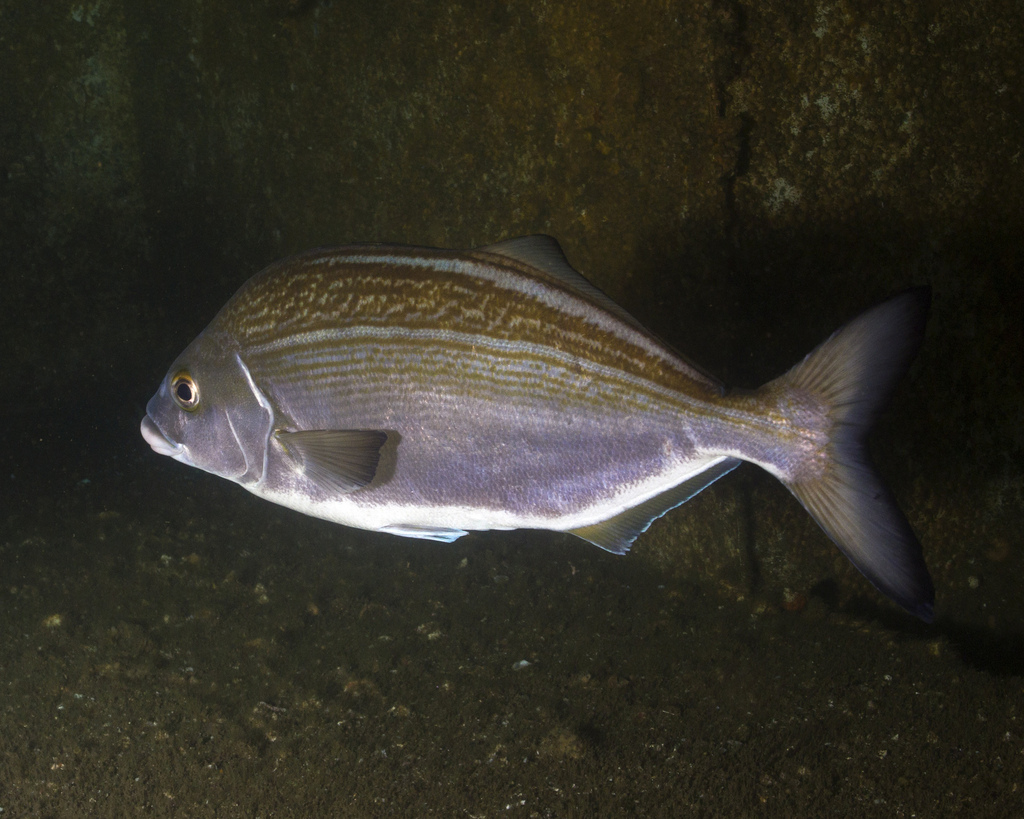 Bastard Trumpeter from Gosford - East, AU-NS, AU on December 30, 2023 ...
