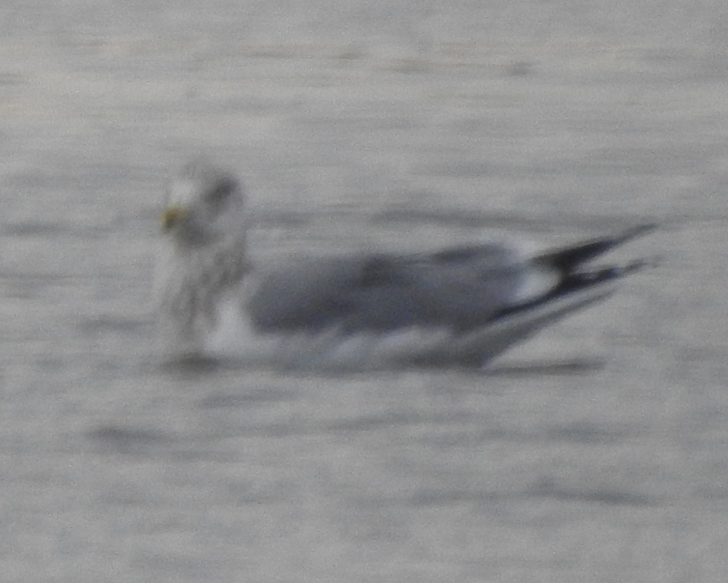 Herring Gull from Caroline County, MD, USA on January 1, 2024 at 09:18 ...