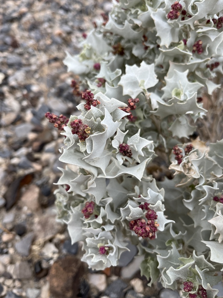 Desert Holly from Death Valley National Park, Death Valley, CA, US on ...