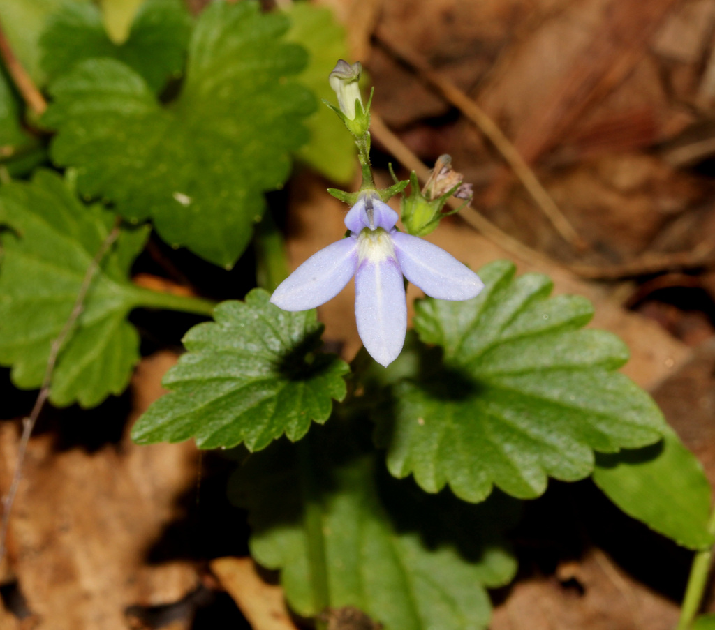 forest lobelia from Christmas Creek, Southern Lamington QLD 4211 ...