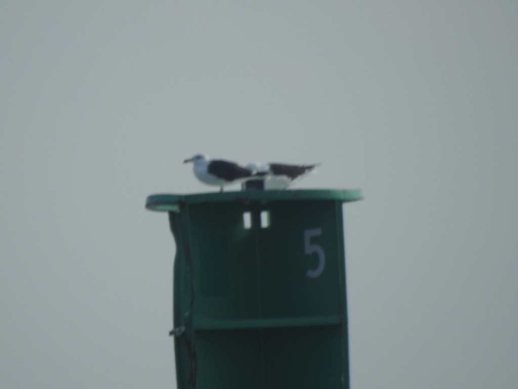 Great Black-backed Gull from Worcester County, MD, USA on January 1 ...