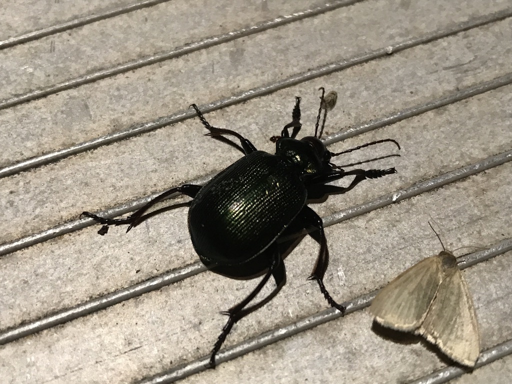 Caterpillar-hunter Beetles from Chinchilla QLD 4413, Australia on ...