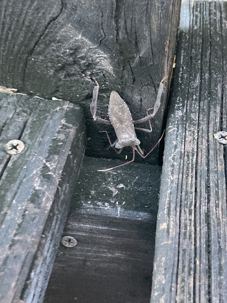 Giant leaf-footed bug from Moffett Rd, Mobile, AL, US on January 1 ...