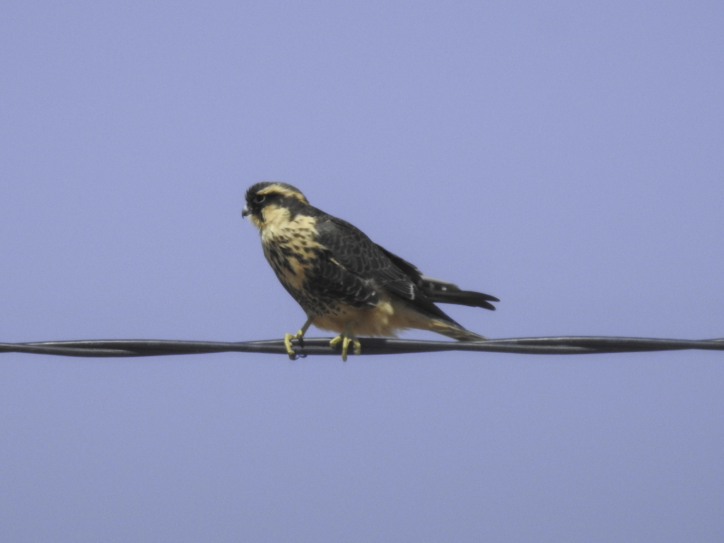 Aplomado Falcon from Elqui Province, Coquimbo, Chile on December 7 ...
