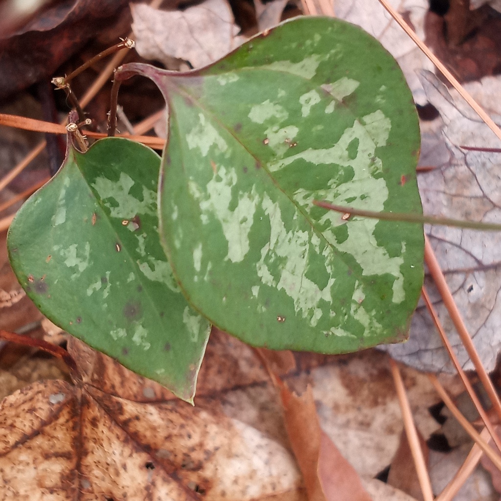 sawbrier from Worcester County, MD, USA on January 1, 2024 at 02:22 PM ...