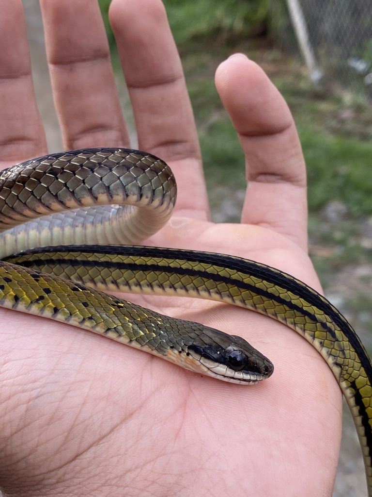 Forest Racer from Timbío, Timbio, Cauca, CO on May 21, 2022 at 10:15 AM ...