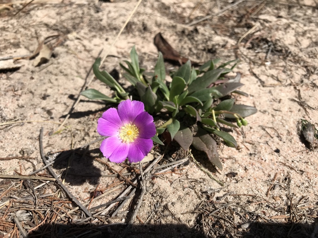 Calandrinia from Yuleba North QLD 4426, Australia on August 22, 2020 at ...