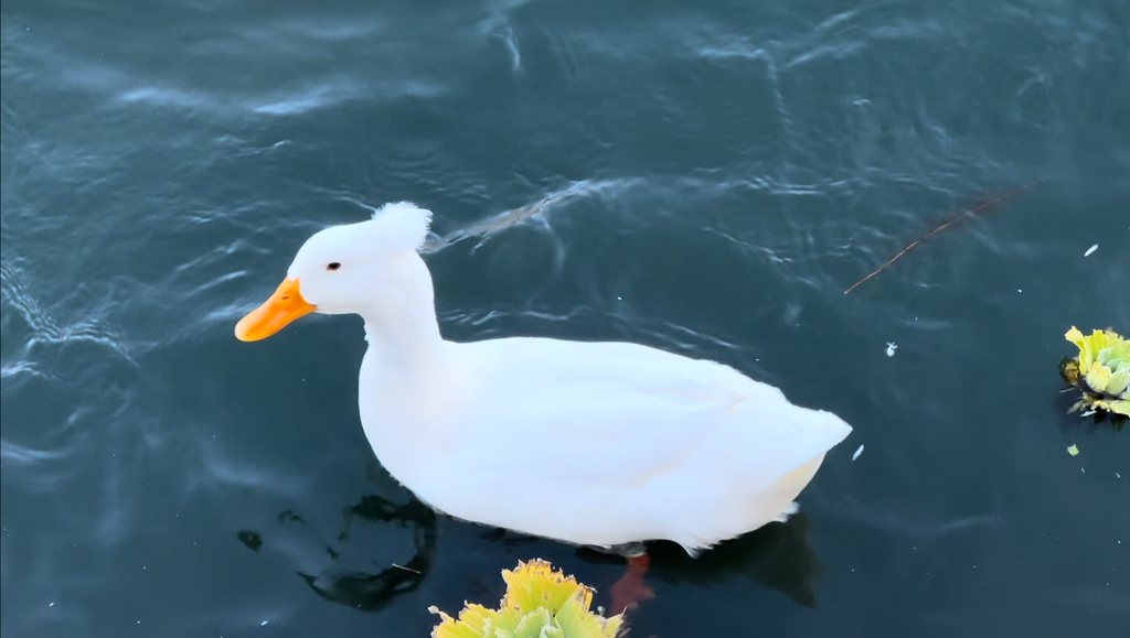 Domestic Mallard from Los Angeles on January 1, 2024 at 04:11 PM by ...
