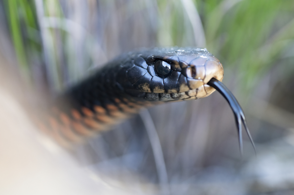 Red-bellied Black Snake from Blue Mountains Nat'l Park NSW 2787 ...