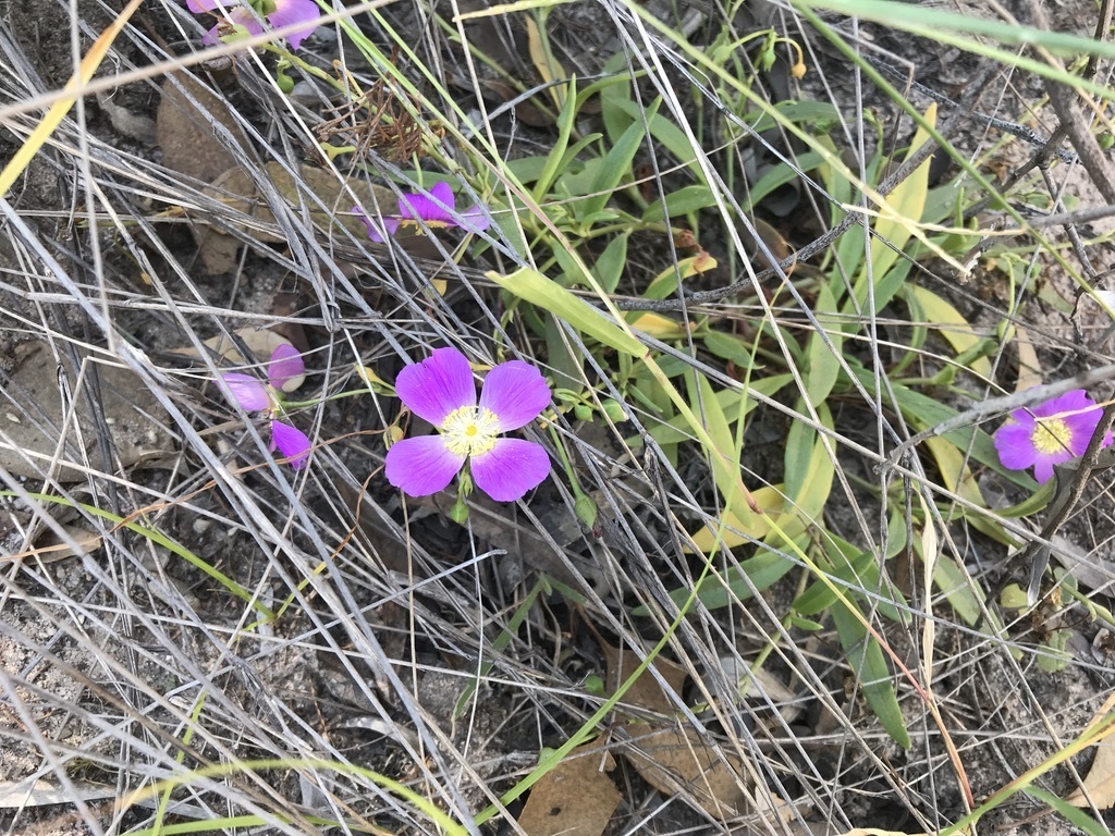 Calandrinia from Yuleba North QLD 4426, Australia on April 23, 2020 at ...