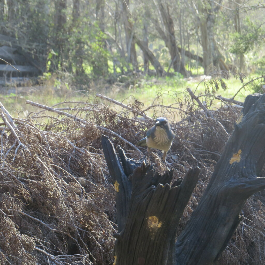 Woodhouse's Scrub-Jay from Blanco County, TX, USA on January 1, 2024 at ...