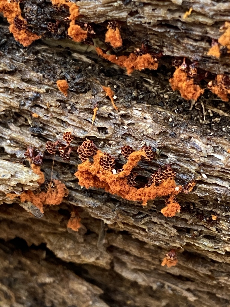 Wasp's Nest Slime Mold in December 2023 by Jim Oehmke · iNaturalist
