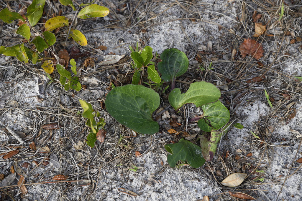 Florida Indian Plantain from Laurel, FL, USA on December 26, 2023 at 03 ...