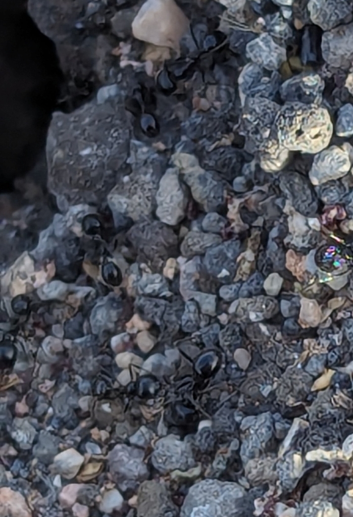Black Harvester Ant from Inyo County, CA, USA on December 31, 2023 at ...