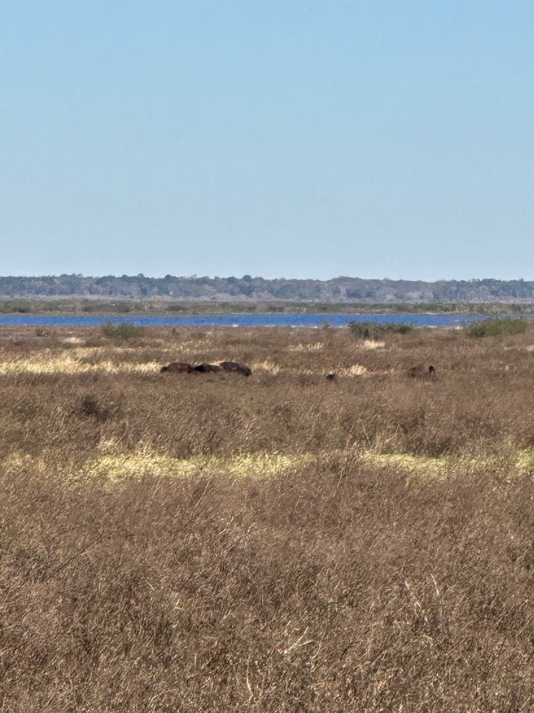 American Bison from Paynes Prairie Preserve State Park, Micanopy, FL ...
