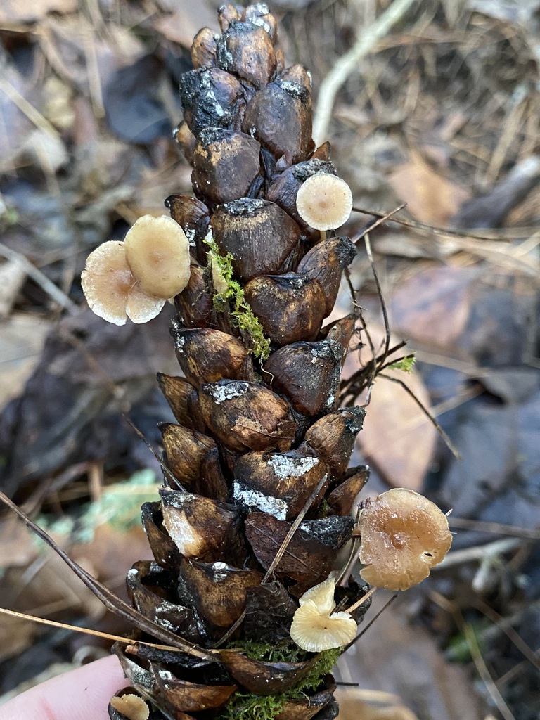 Conifercone Cap in December 2023 by Jim Oehmke · iNaturalist