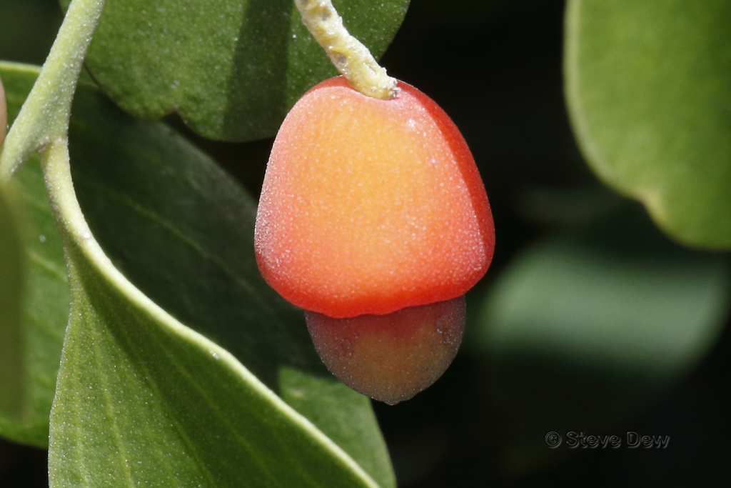 Broad Leaved Native Cherry from Sarina Beach QLD 4737, Australia on ...