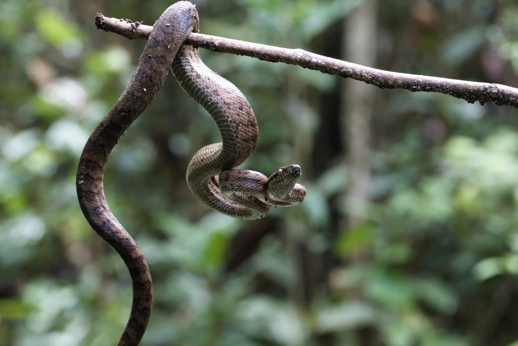 Puerto Rican Boa from Algarrobo, Vega Baja, Puerto Rico on December 23 ...