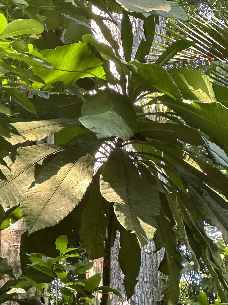 Fish Poison Tree from Jamaica, Saint Ann, Middlesex County, JM on ...
