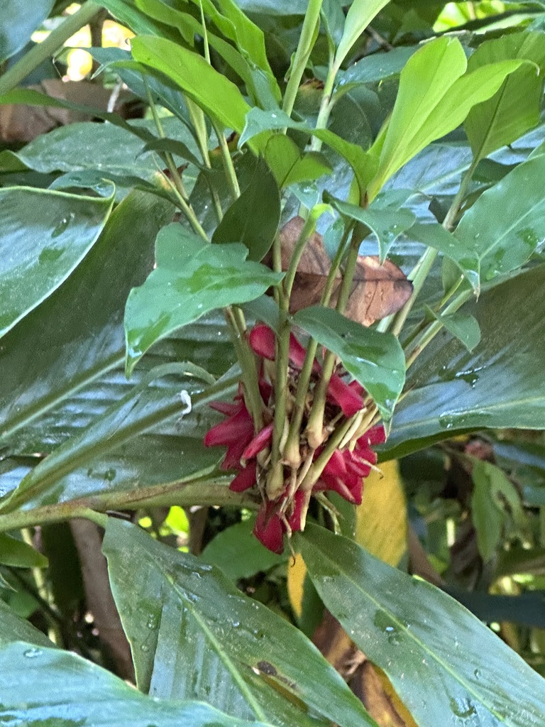 Red Ginger from Jamaica, Saint Ann, Middlesex County, JM on December 27 ...
