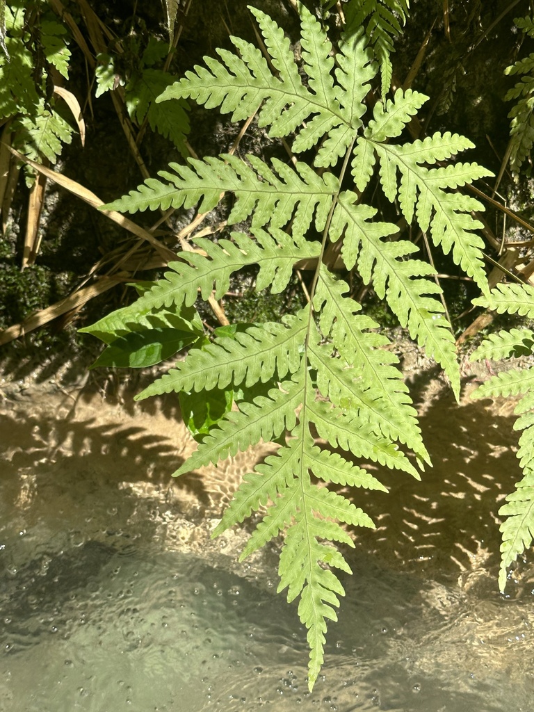 (Tectaria apiifolia) - Botanical Realm