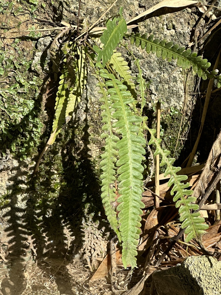toothed midsorus fern from Jamaica, Saint Ann, Middlesex County, JM on ...