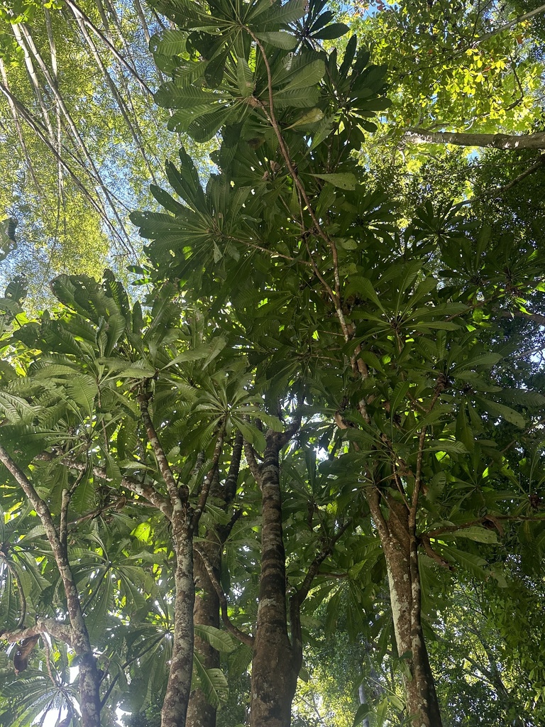 Fish Poison Tree from Jamaica, Saint Ann, Middlesex County, JM on ...